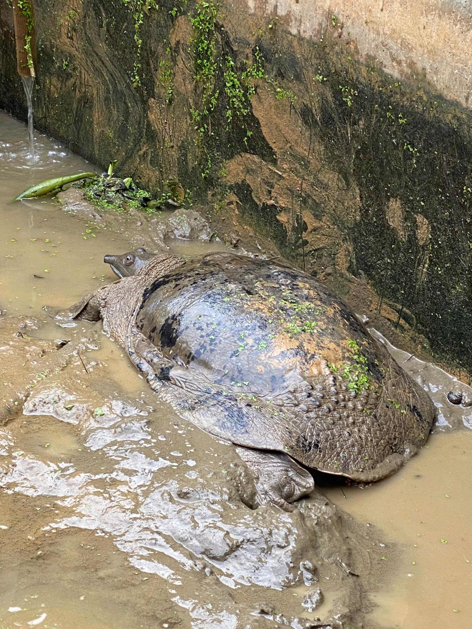 Kỹ thuật nuôi baba trong ao đất đạt chuẩn tiết kiệm công sức